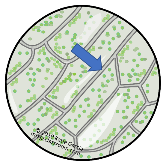 Cell Organelles Memory Game for a Plant Cell – Closer Look at Science