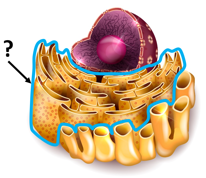 Cell Organelles Memory Game for a Plant Cell – Closer Look at Science