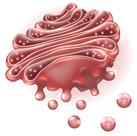 Cell Organelles Memory Game for a Plant Cell – Closer Look at Science